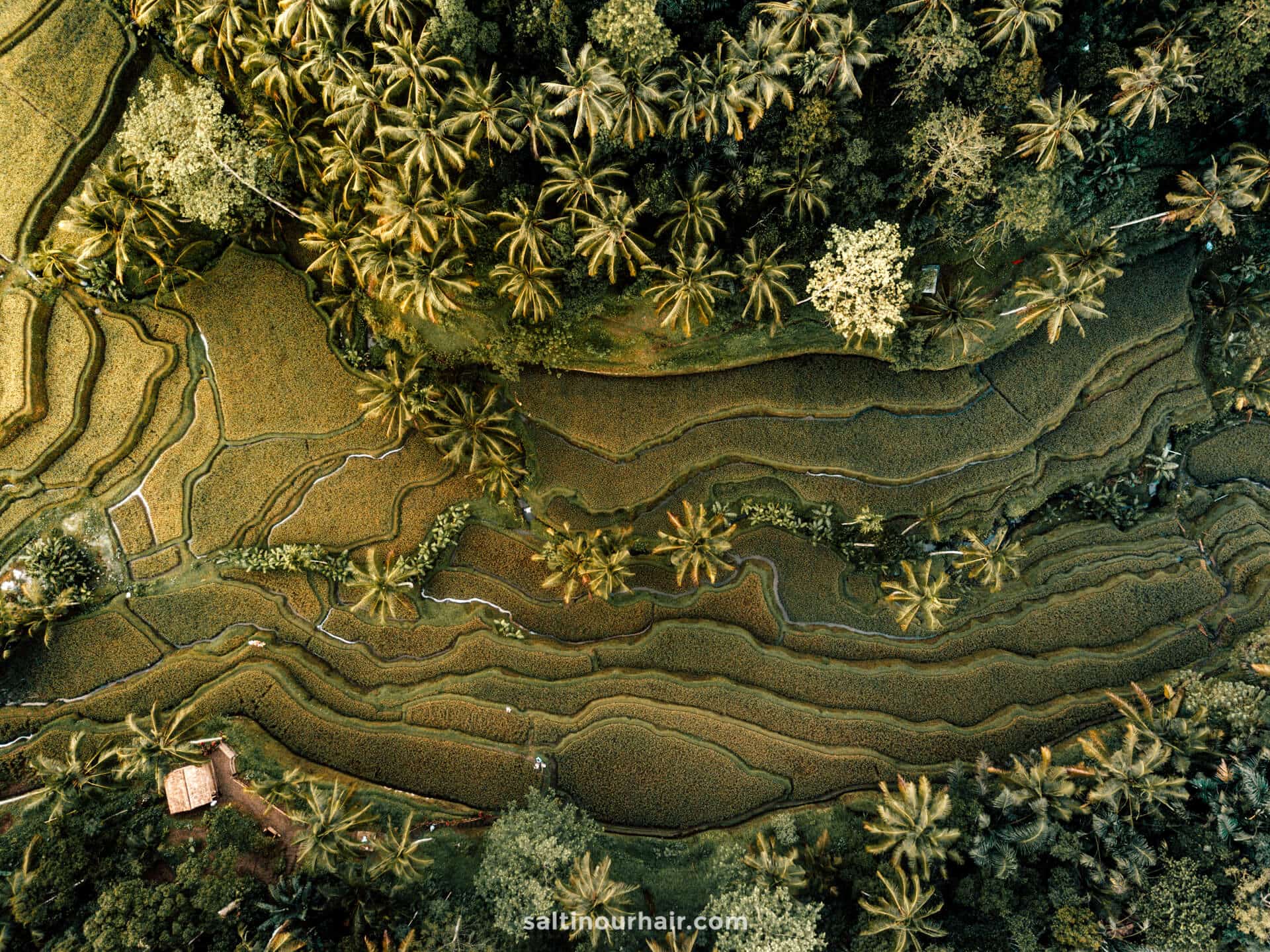 Tegalalang Rice Terraces around Ubud in Bali - The Ultimate Guide